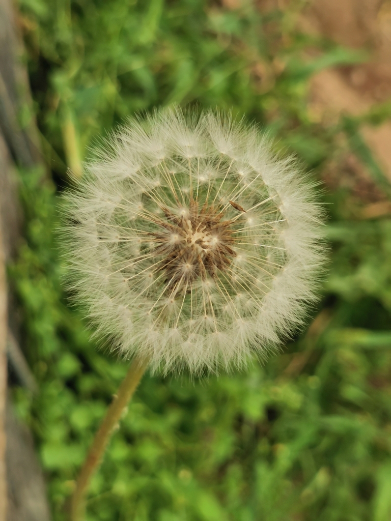 common dandelion from 34394 Dgo., México on February 17, 2023 at 12:27 ...