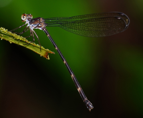 Devadatta aran · iNaturalist