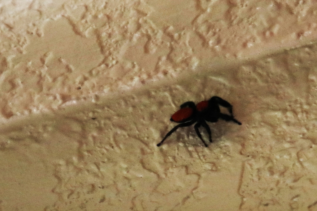 Apache Jumping Spider from 4000 Lipan St, Denver, CO 80211, USA on ...