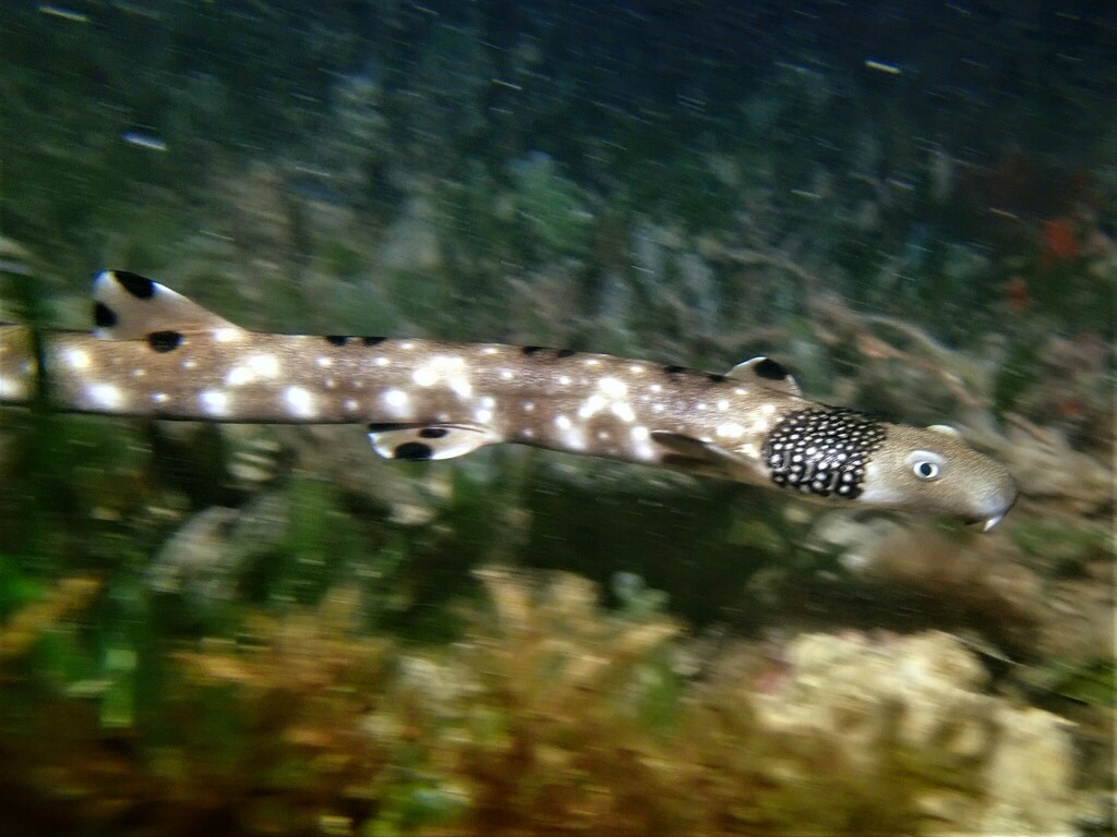 Typical Carpetsharks (Parascyllium) - Marine Life Identification