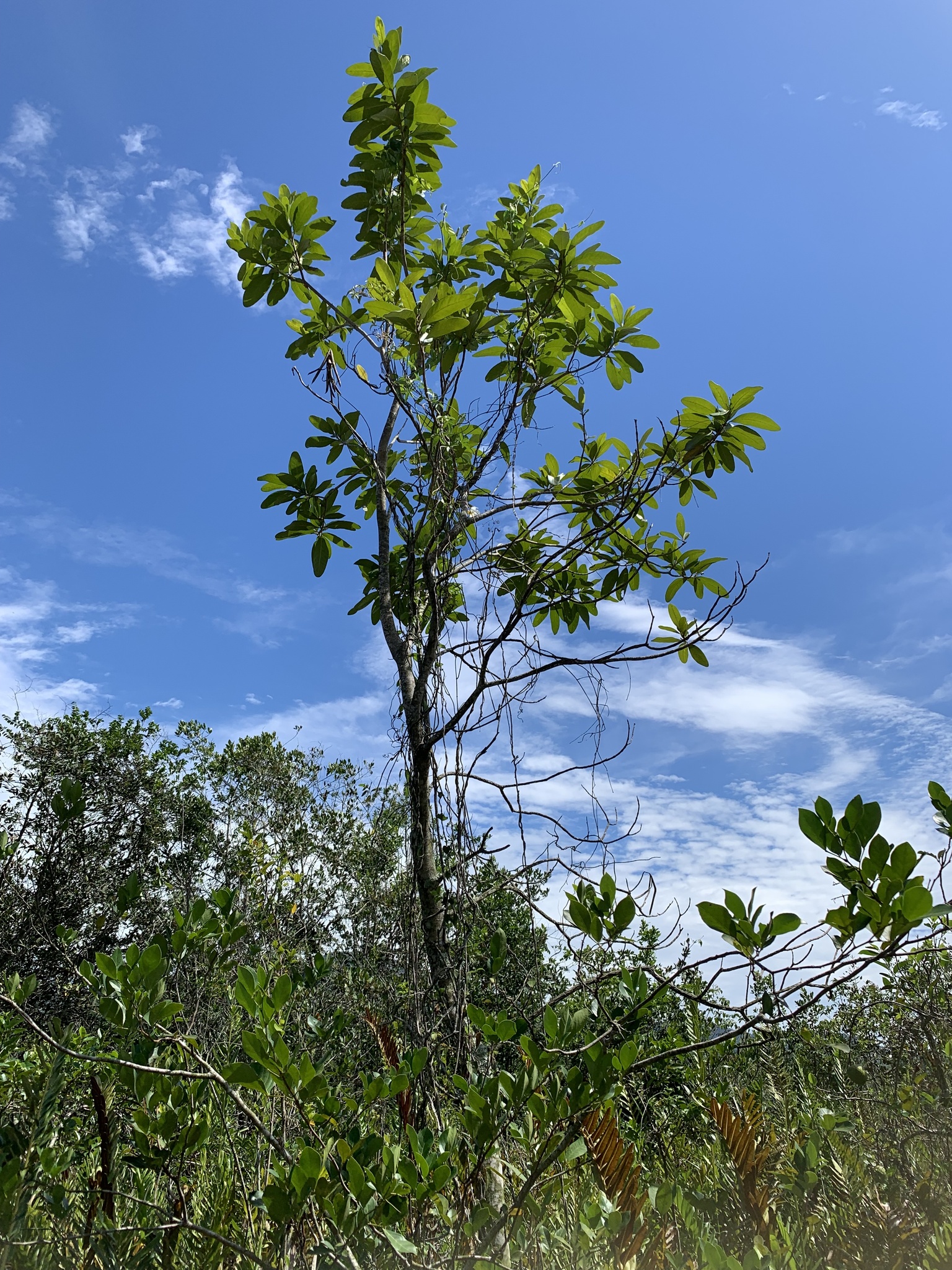 Arvore Tabebuia