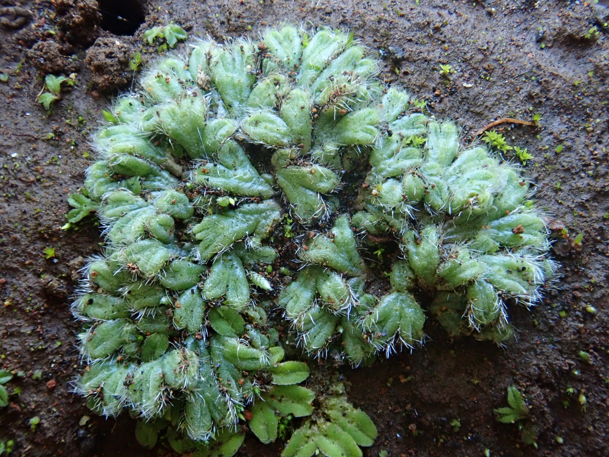 Riccia ciliata Hoffm.