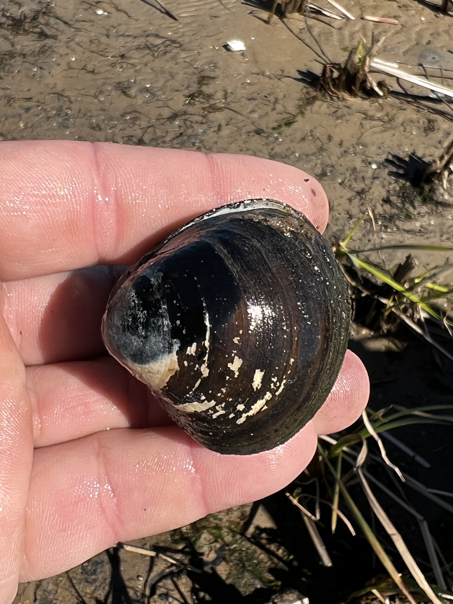 Polymesoda caroliniana (Bosc, 1801)