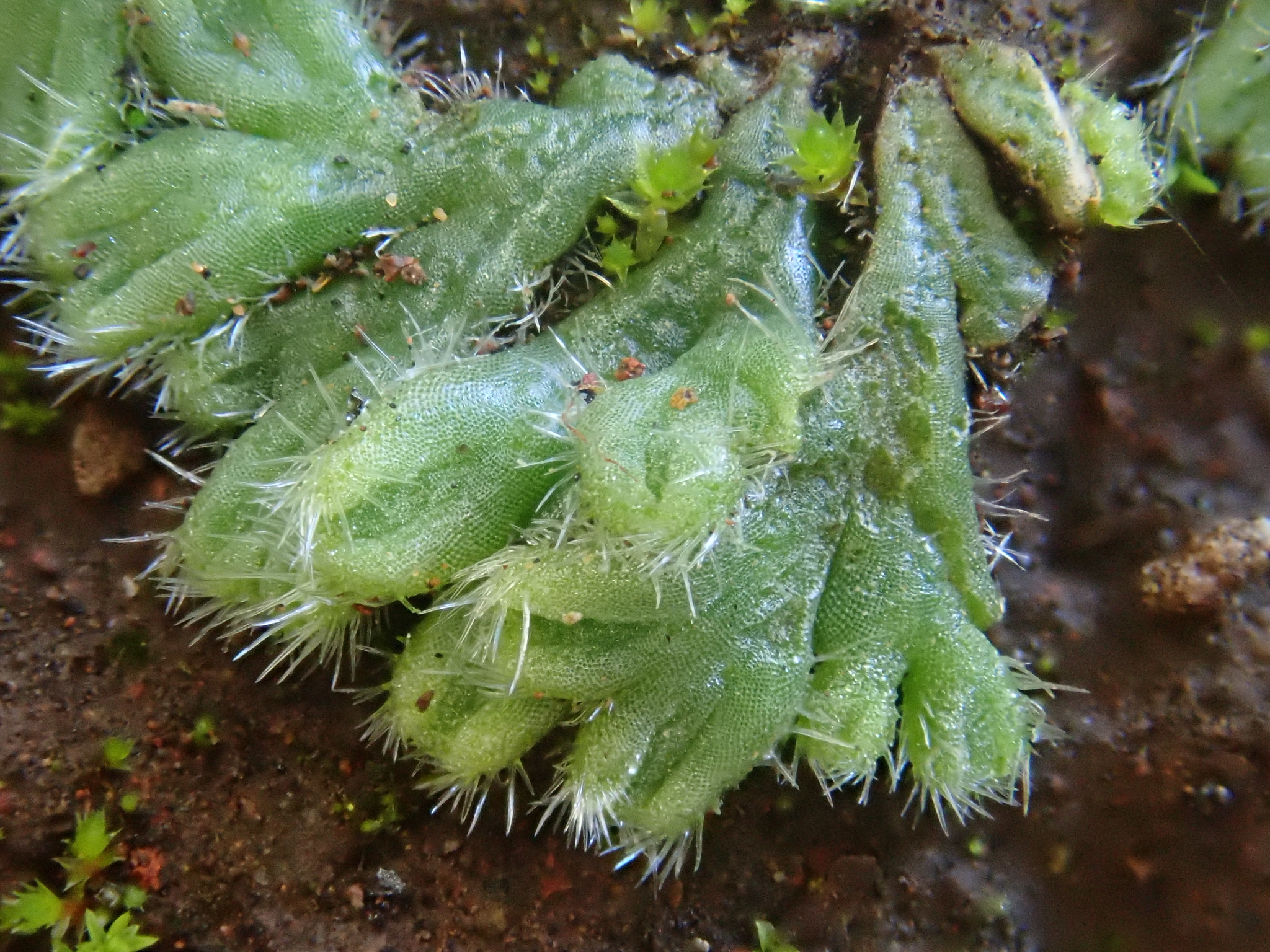 Riccia ciliata Hoffm.
