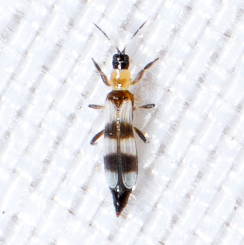 Aeolothrips collaris · NaturaLista Colombia