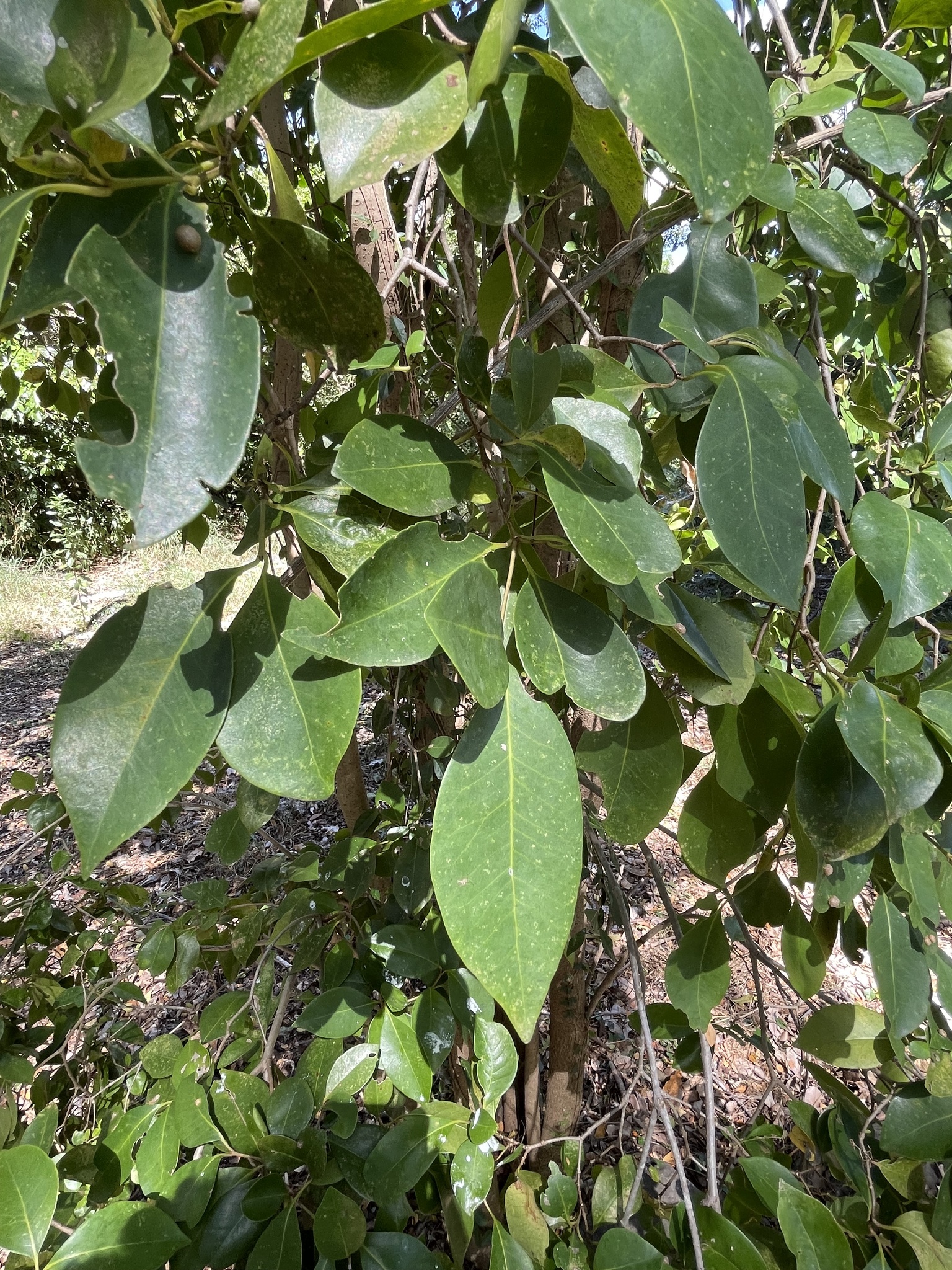 Guapira fragrans (Dum.Cours.) Little
