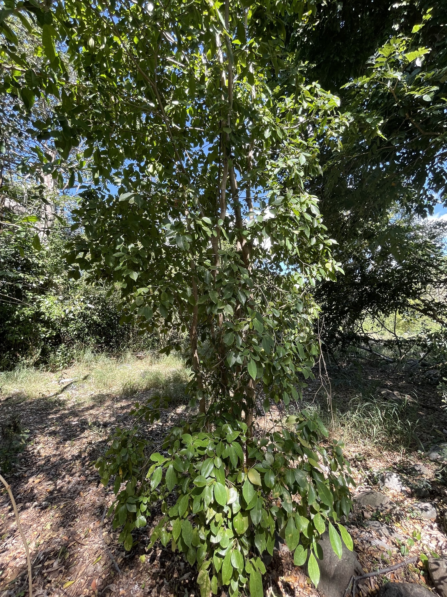 Guapira fragrans (Dum.Cours.) Little