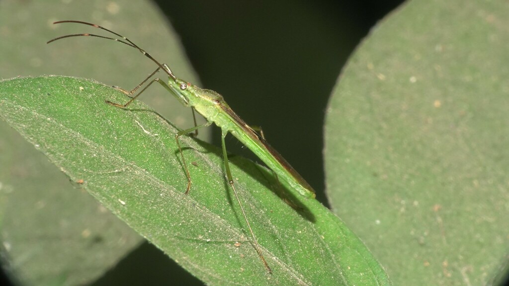 Paddy Bug from Dharavi, Mumbai, Maharashtra, India on February 14, 2023 ...
