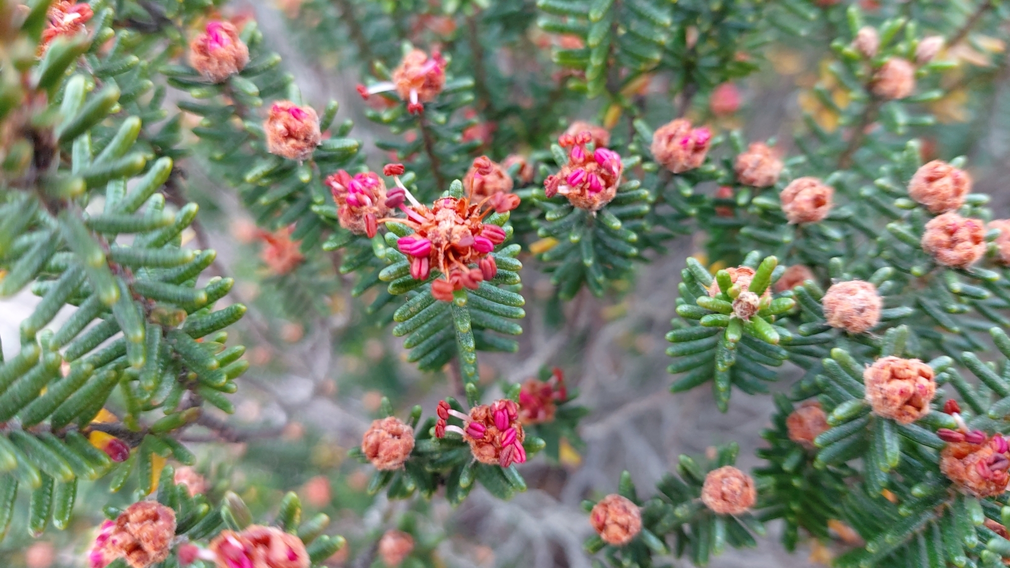 Corema album (L.) D.Don