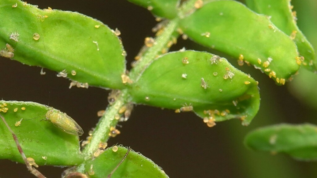 Heteropsylla from Goregaon, Mumbai, Maharashtra, India on February 15 ...