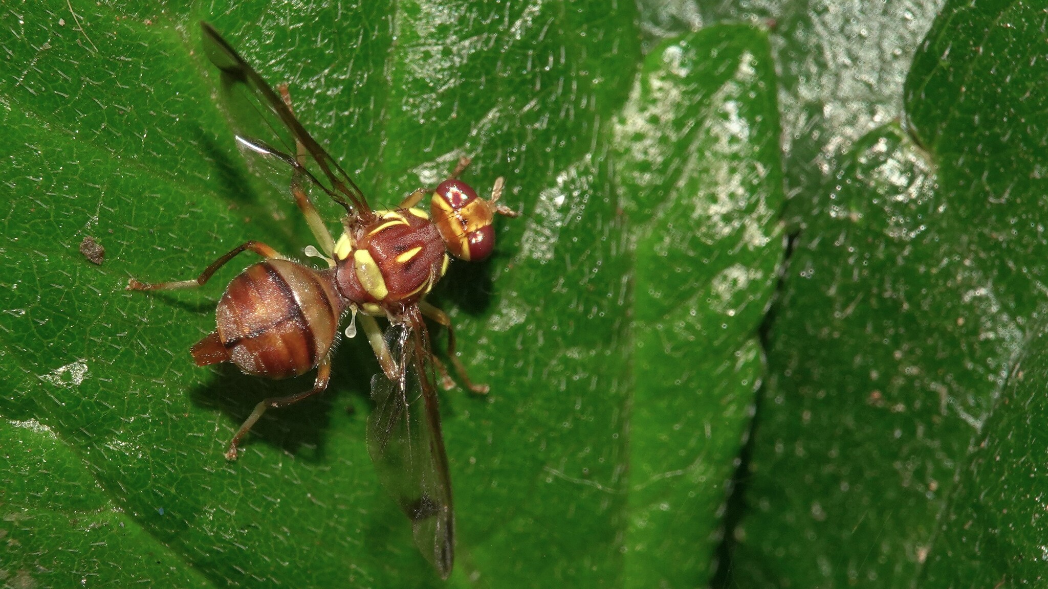 Bactrocera cucurbitae (Coquillett, 1899)