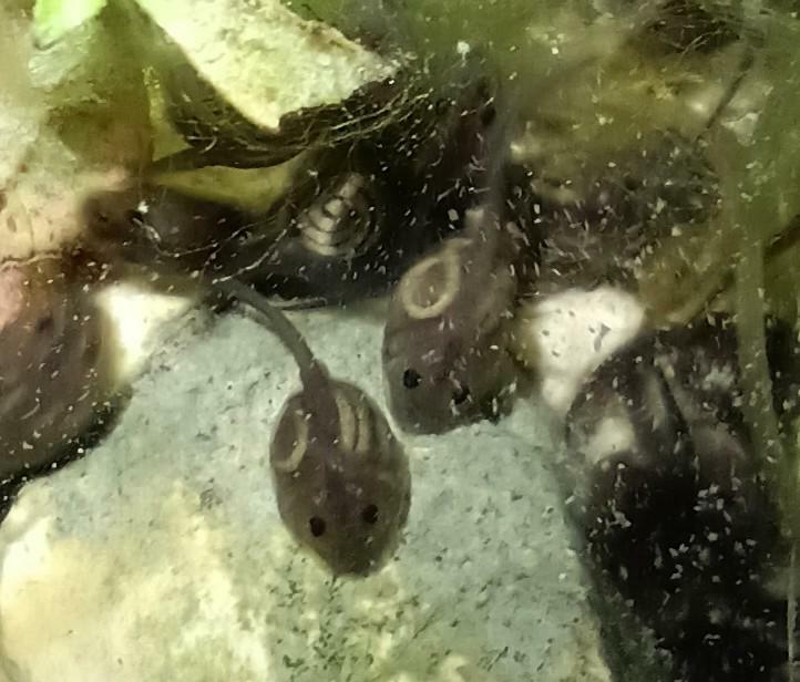 Scaphiopus holbrookii (Harlan, 1835)