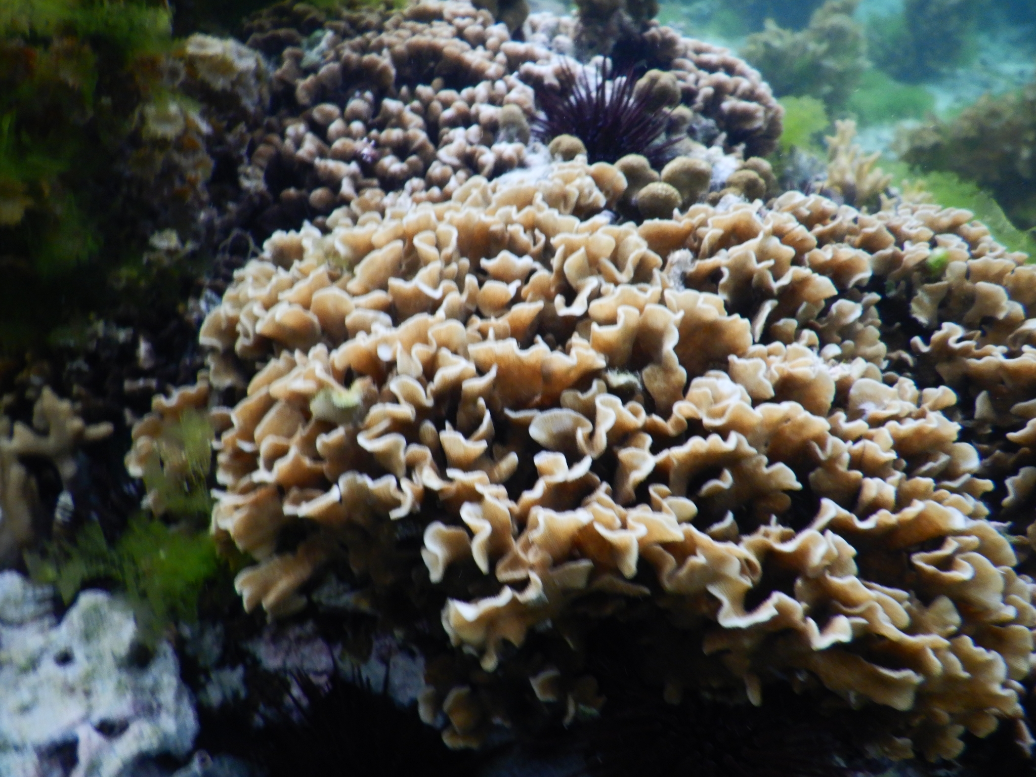 Pavona cactus (Forskål, 1775)