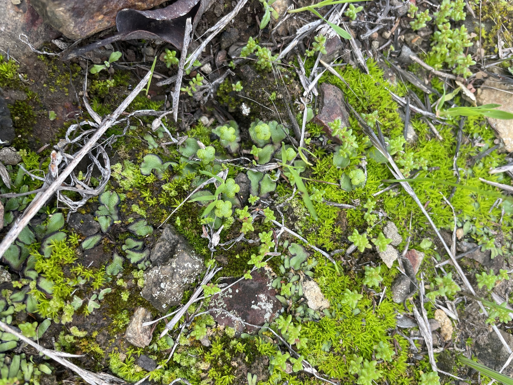 Asterella californica (Hampe ex Austin) Underw.