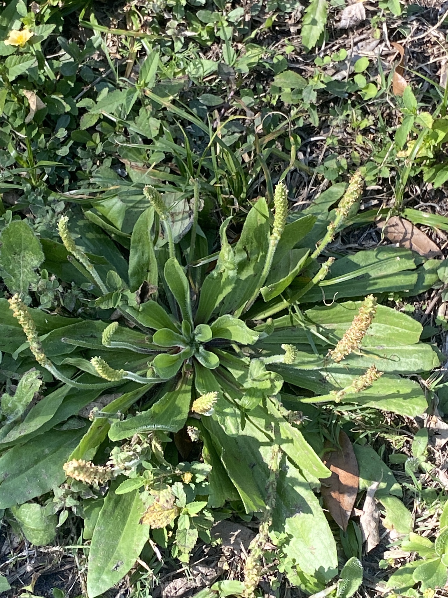Plantago virginica L.