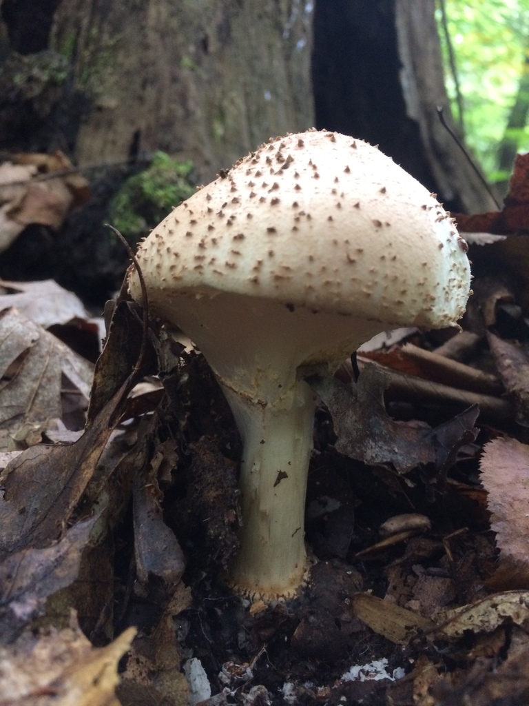 Freckled Dapperling from 47448, Nashville, IN, US on September 27, 2018 ...