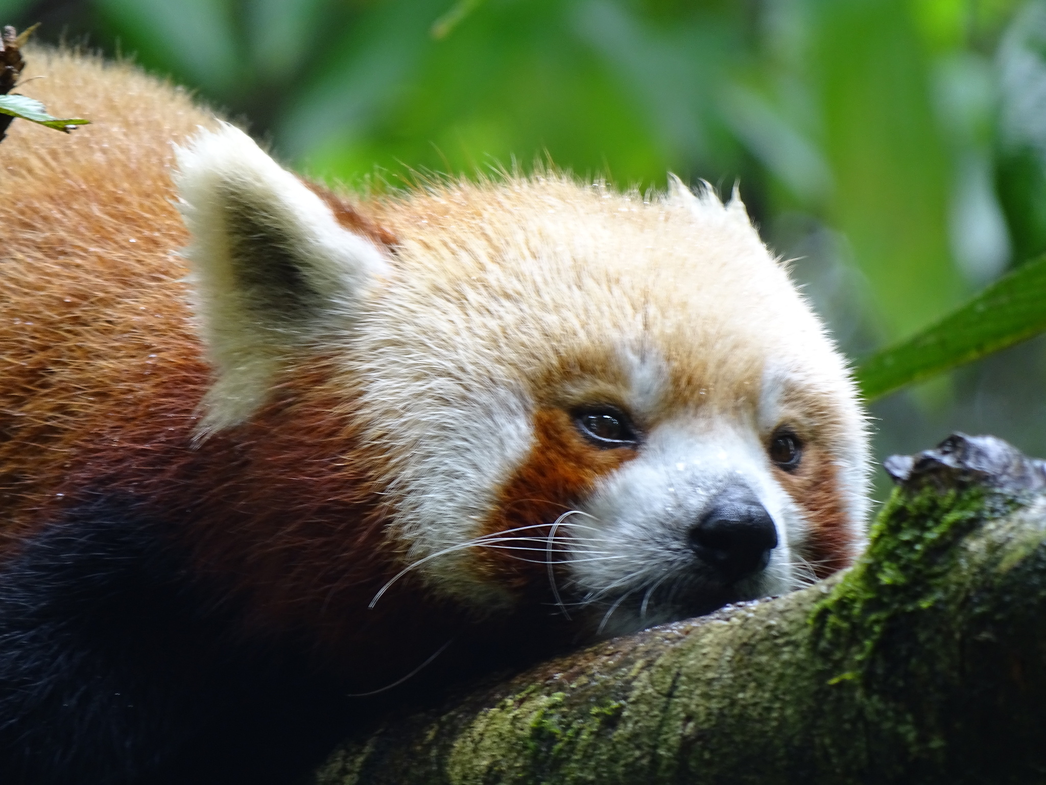 Ailurus fulgens fulgens