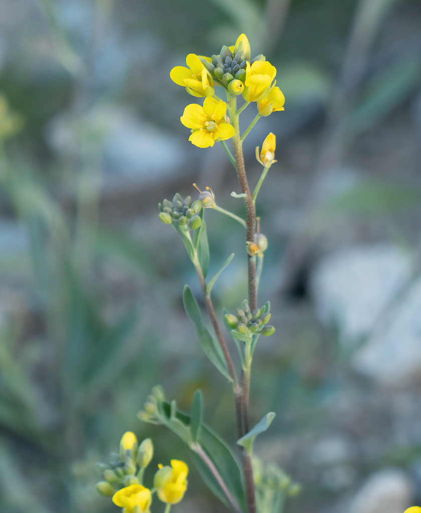 Gordon's bladderpod from 4500 E Pima Canyon Rd, Phoenix, AZ 85044, USA ...