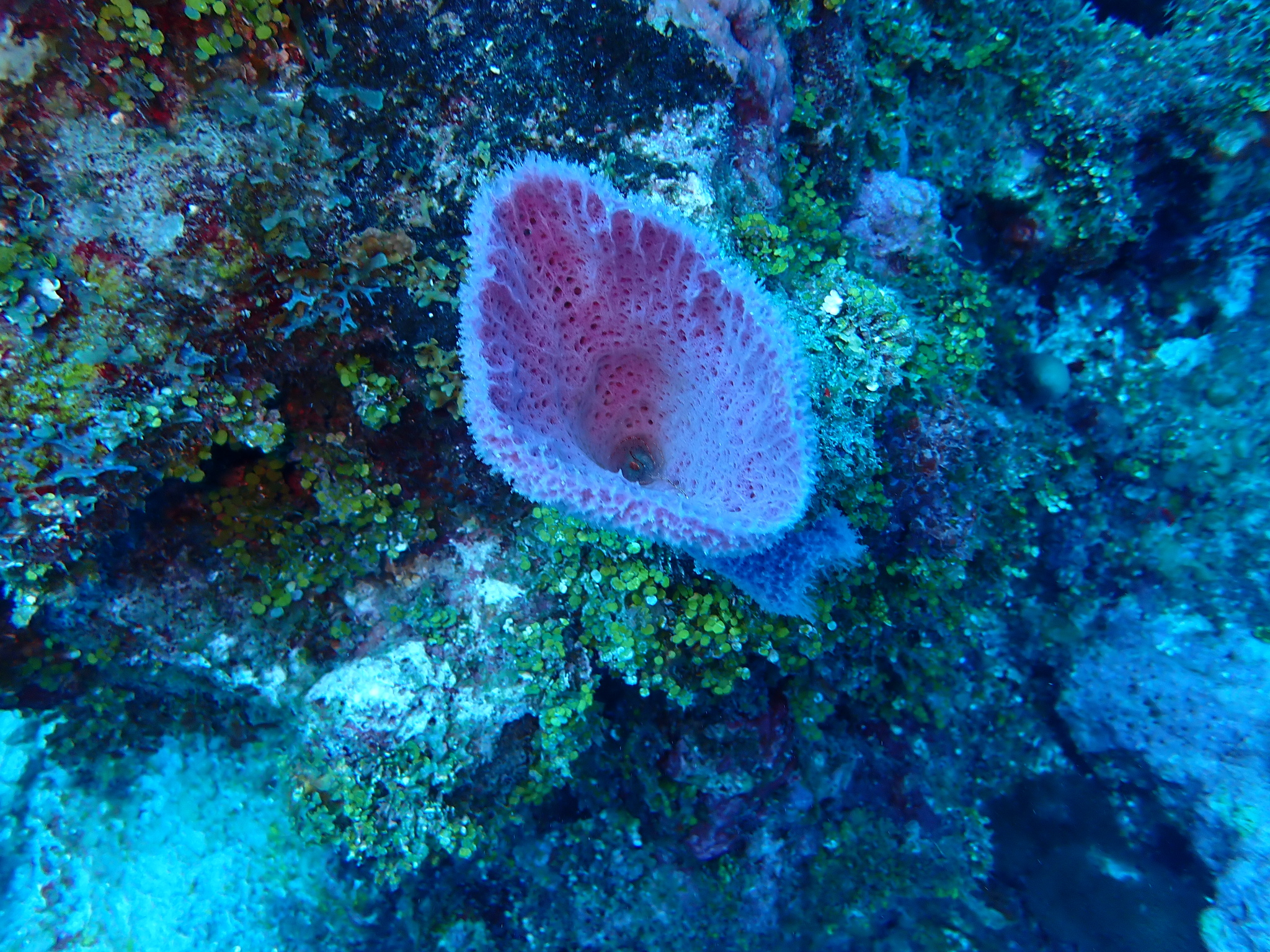 Niphates digitalis (Lamarck, 1814)