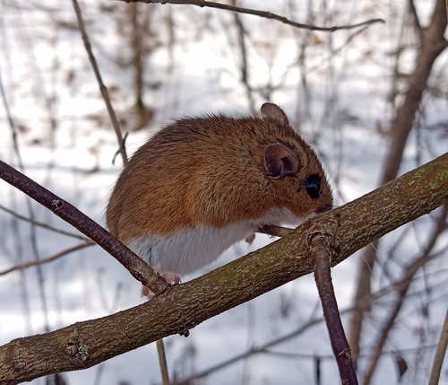 Observations by nicothoe · iNaturalist