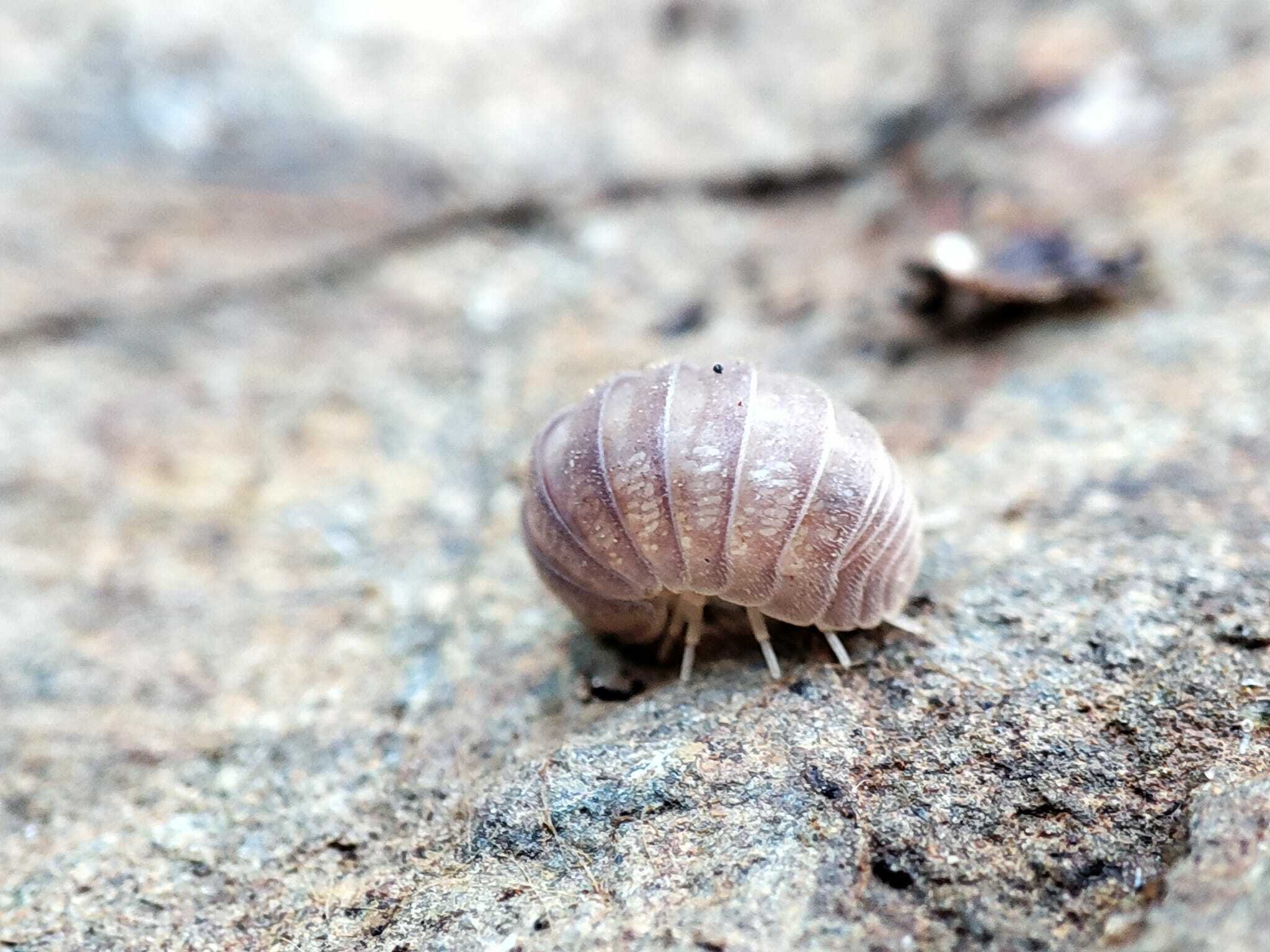 Armadillidae