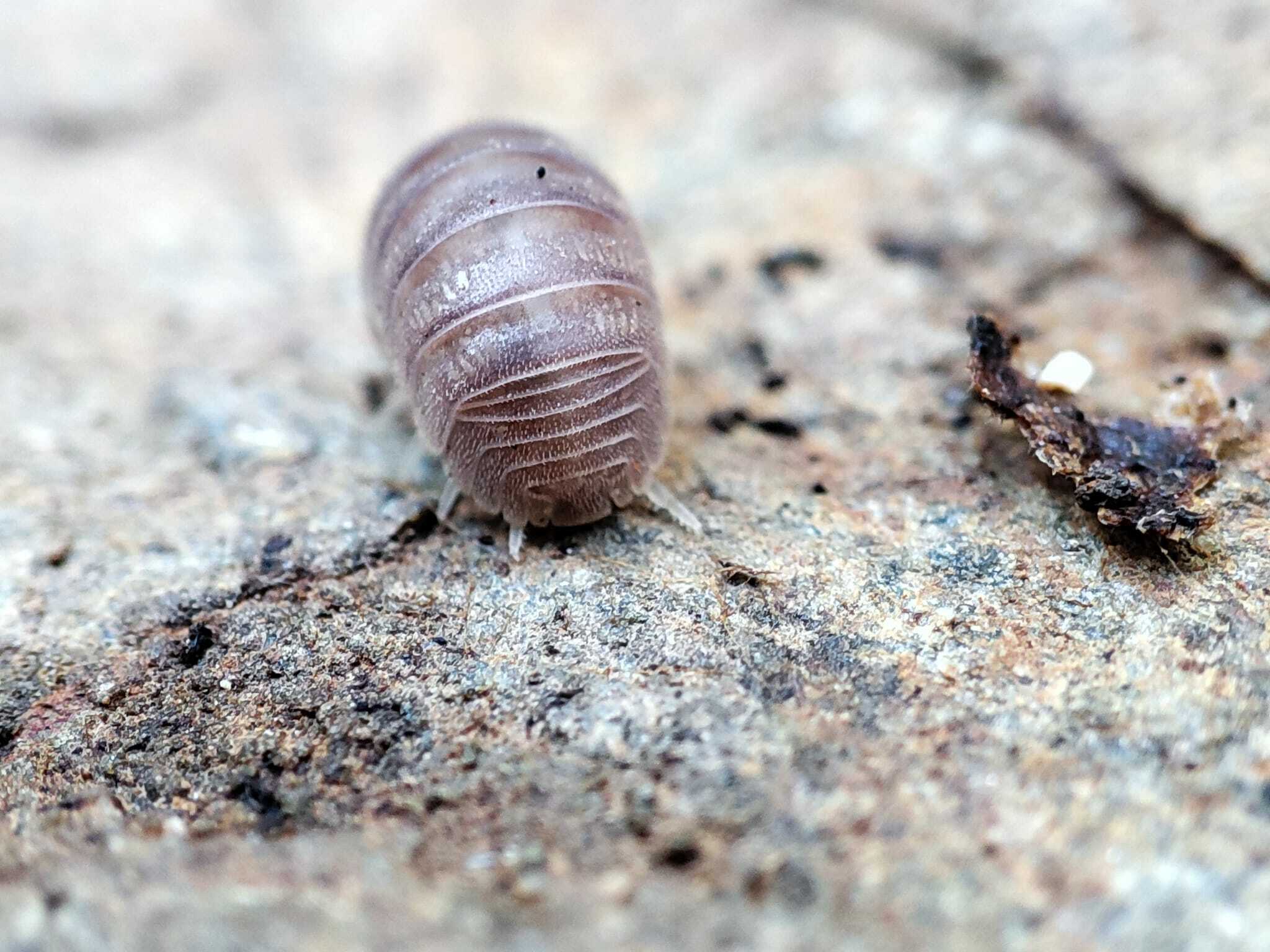 Armadillidae