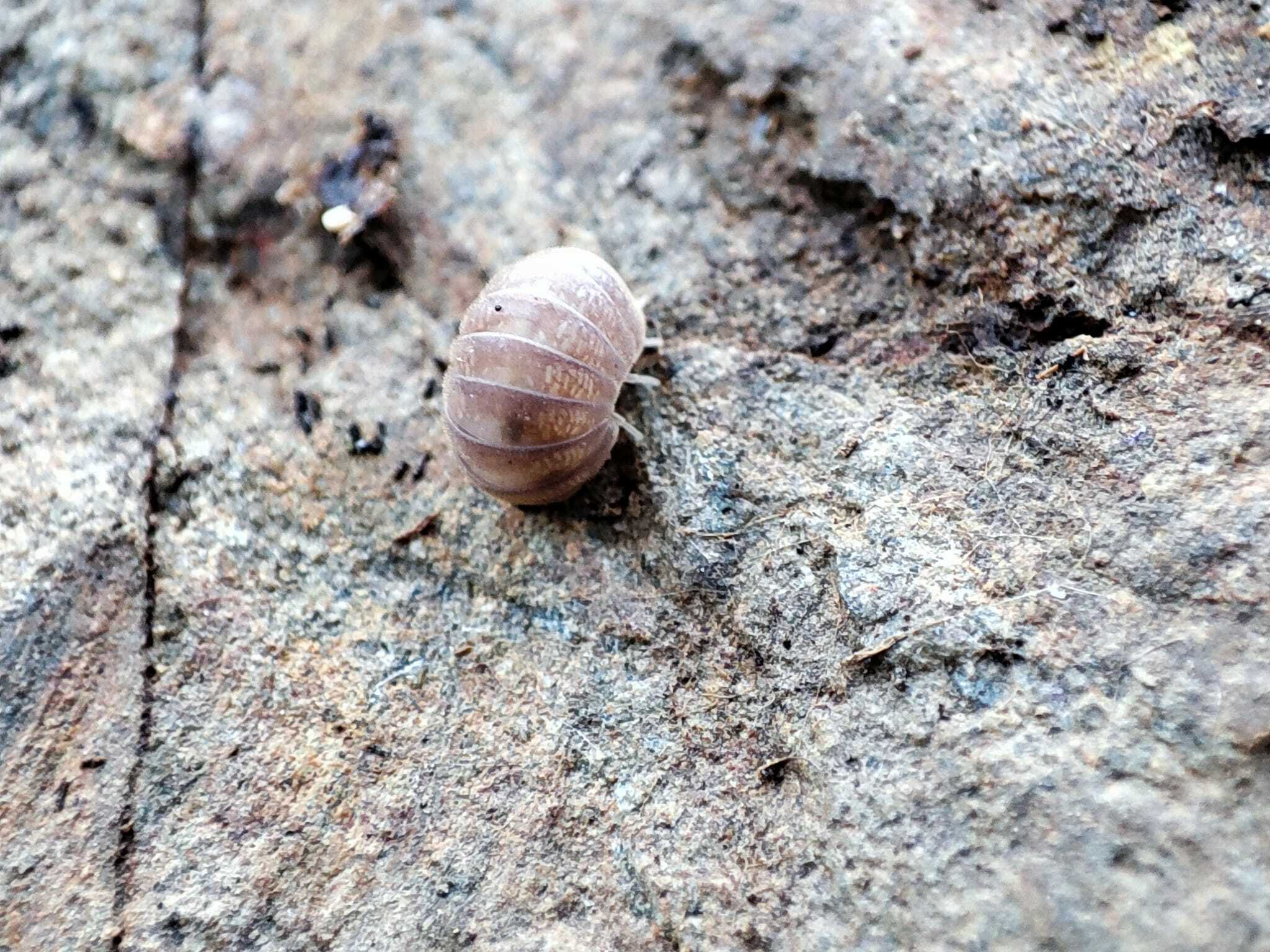 Armadillidae