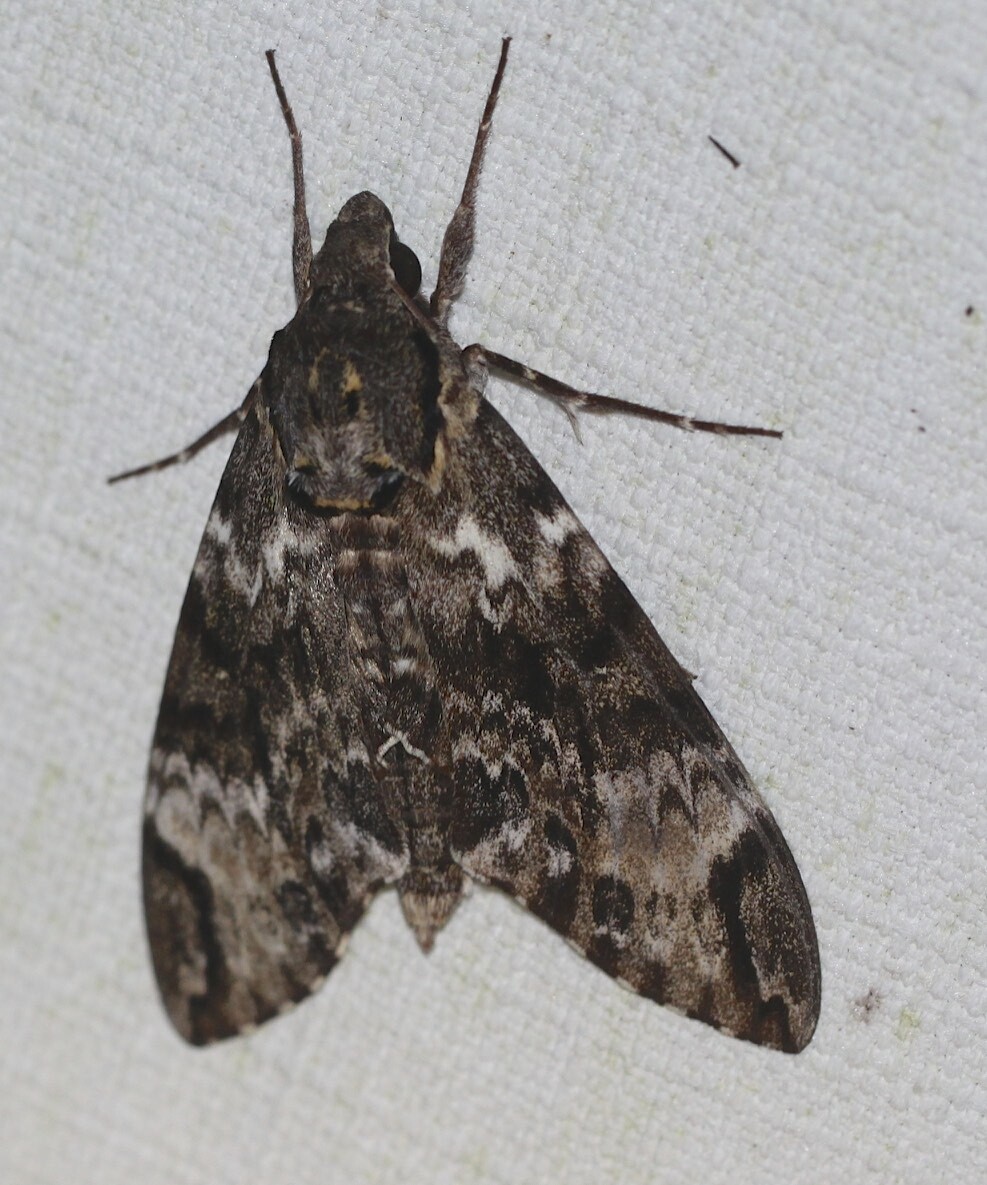 Psilogramma menephron Cramer, 1780