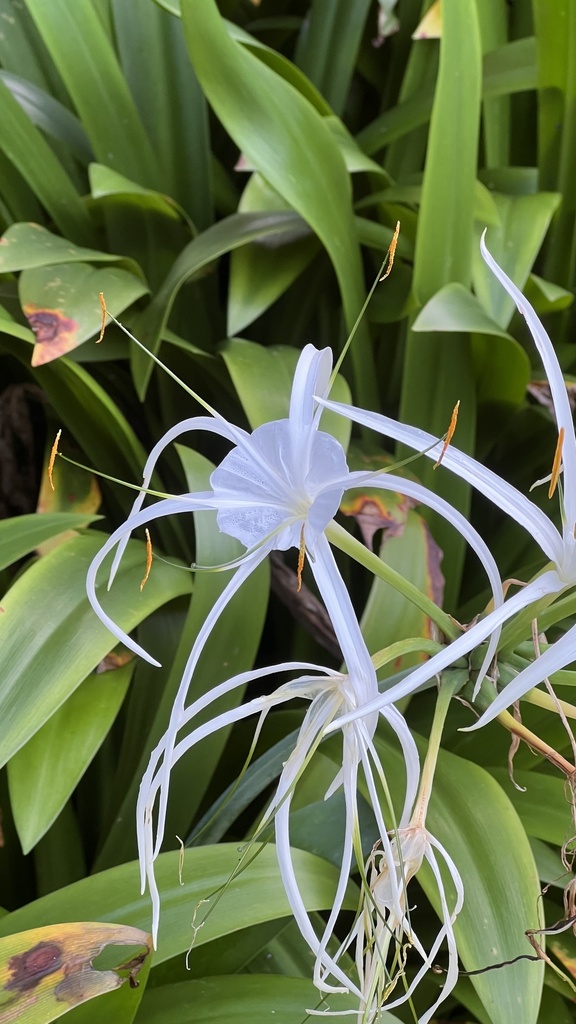 Beach Spider Lily from Orchid Park, Kuching, Sarawak, MY on February 18 ...