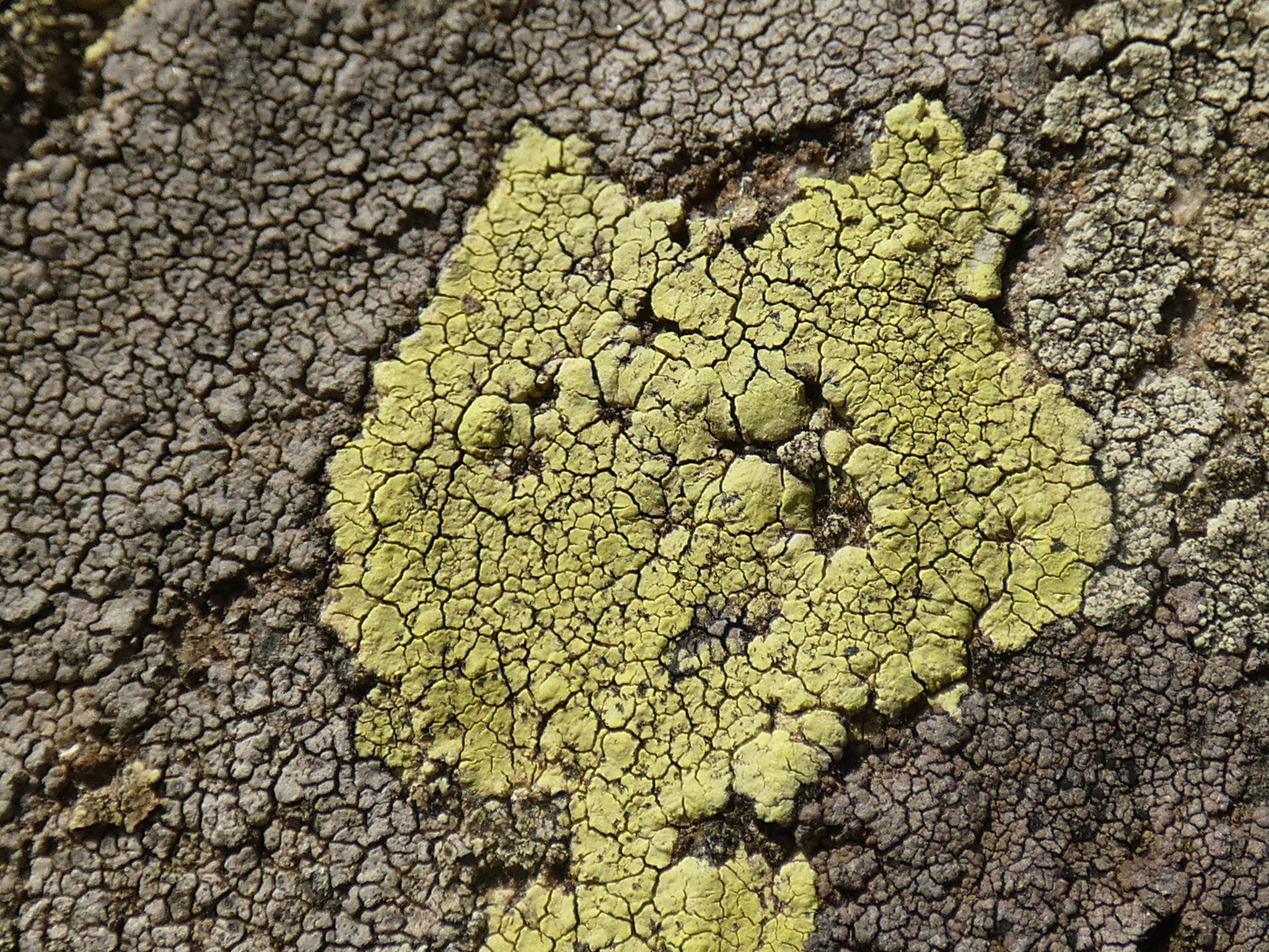 Rhizocarpon geographicum (L.) DC.