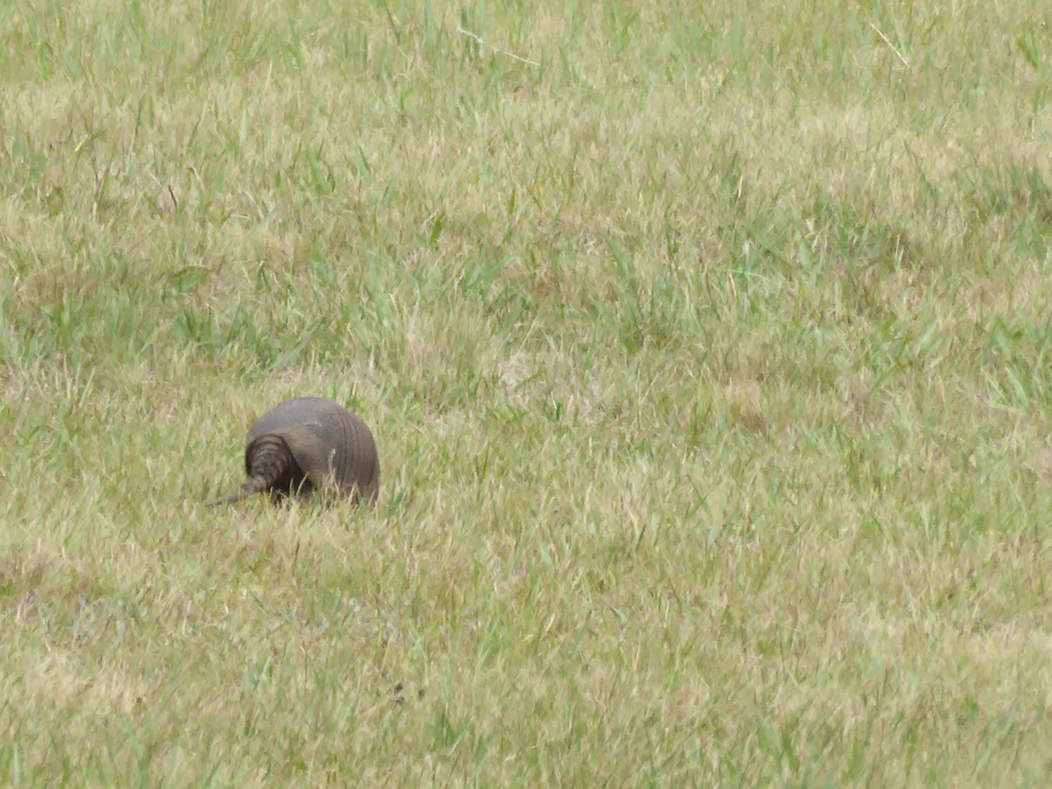 Dasypus septemcinctus Linnaeus, 1758