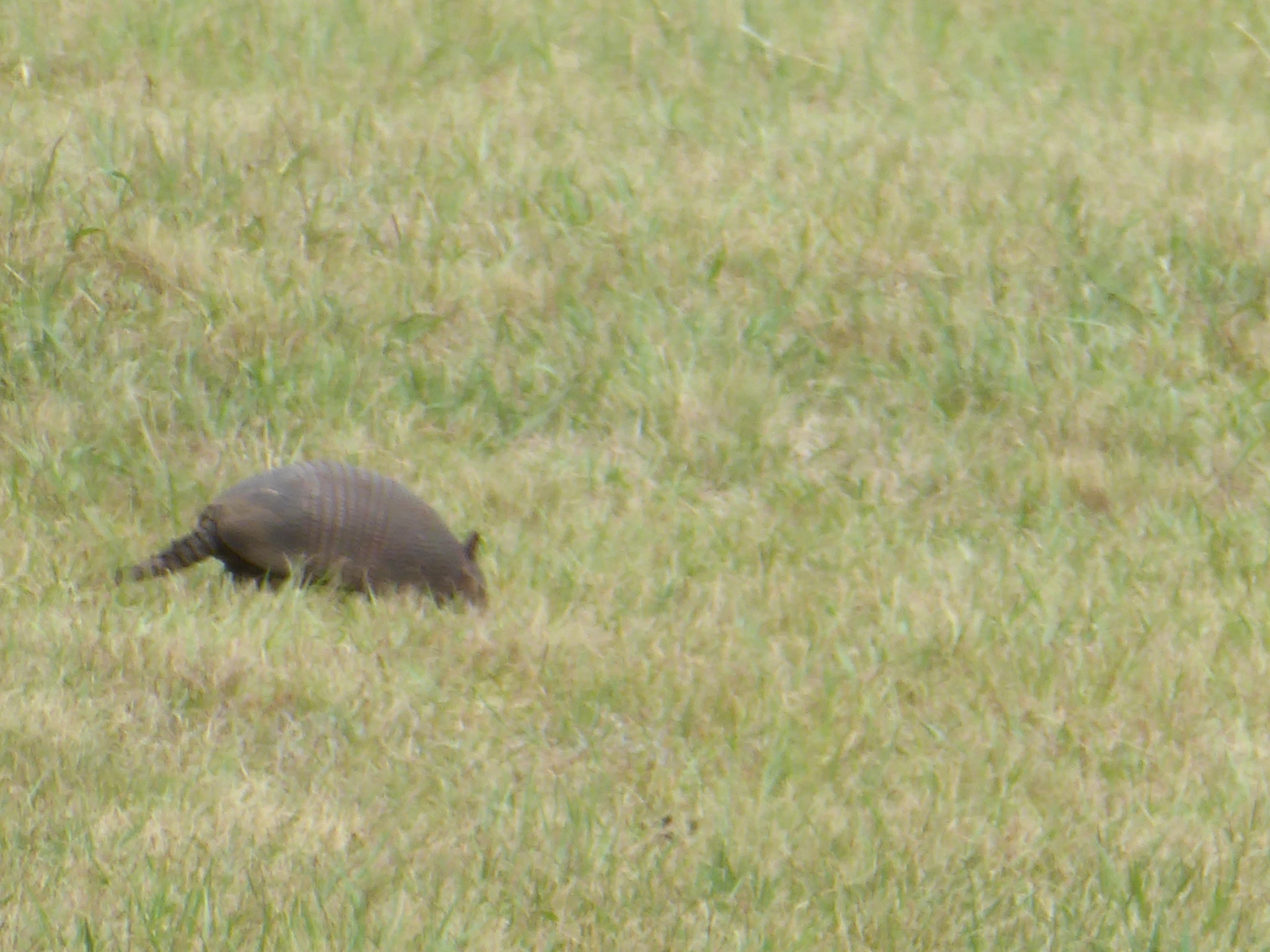 Dasypus septemcinctus Linnaeus, 1758
