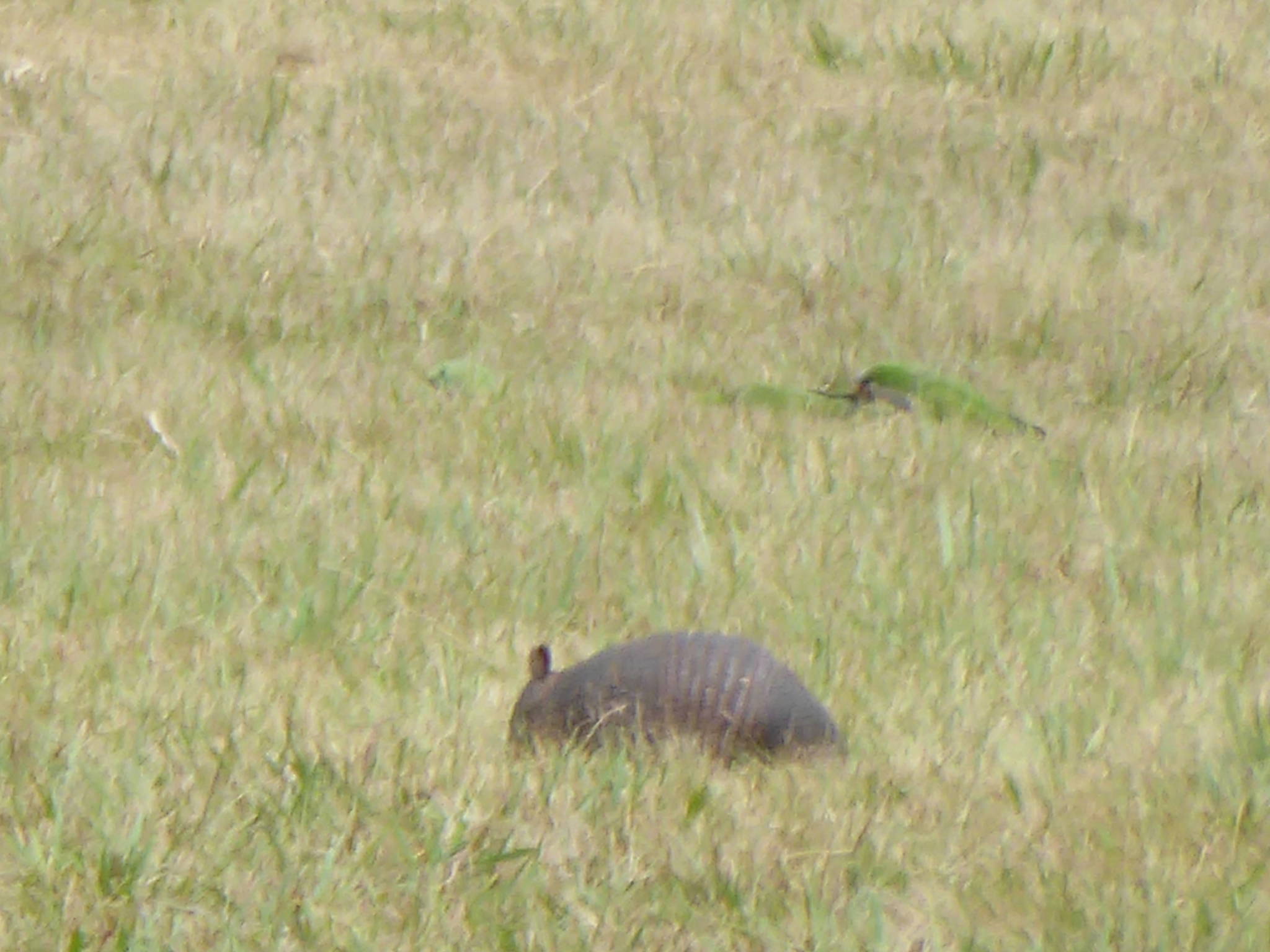 Dasypus septemcinctus Linnaeus, 1758