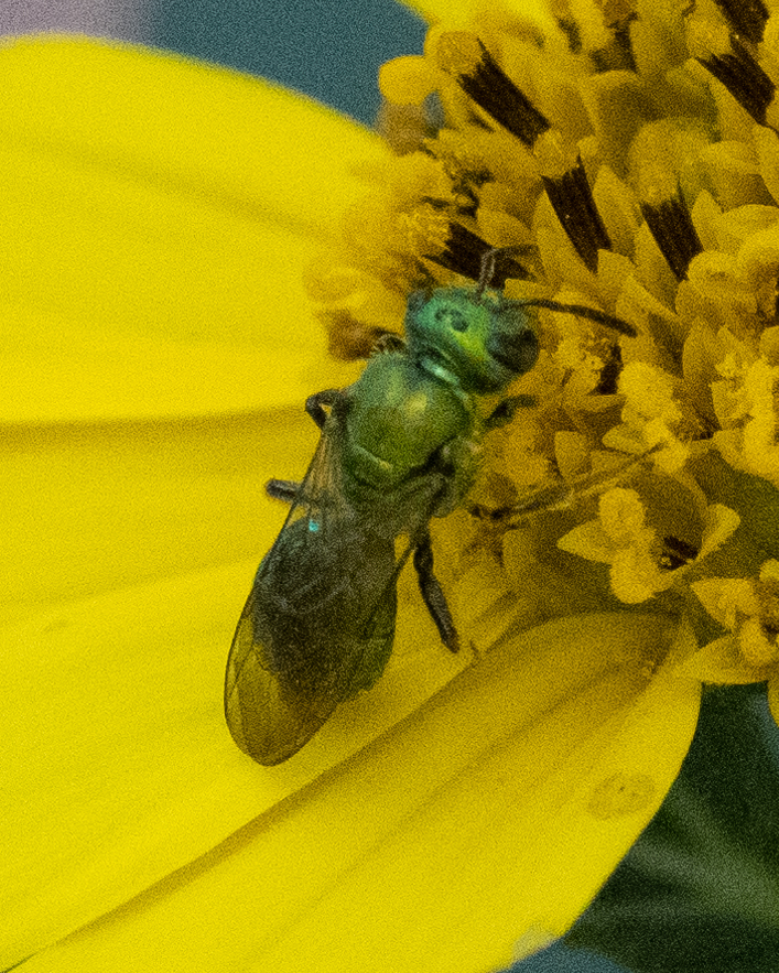 Augochloropsis from Jefferson County, MO, USA on September 08, 2022 at ...
