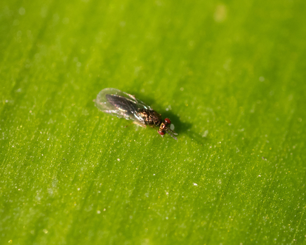 Chalcidoid Wasps from Maia, Dunedin 9022, New Zealand on February 13 ...