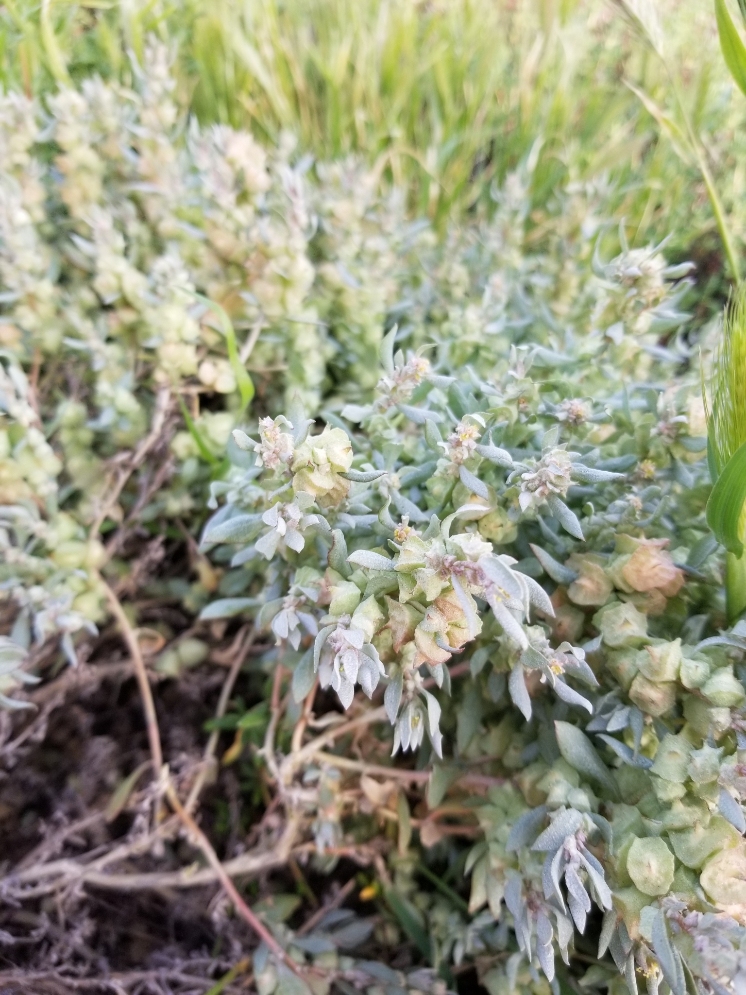 Atriplex lindleyi Moq.