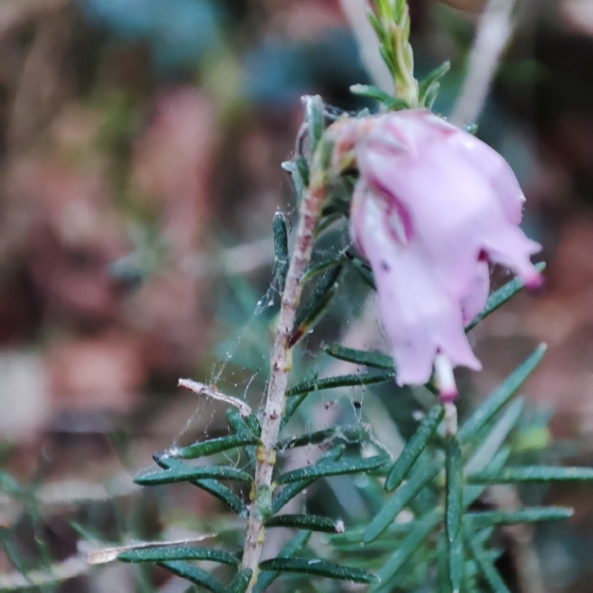 Erica australis L.