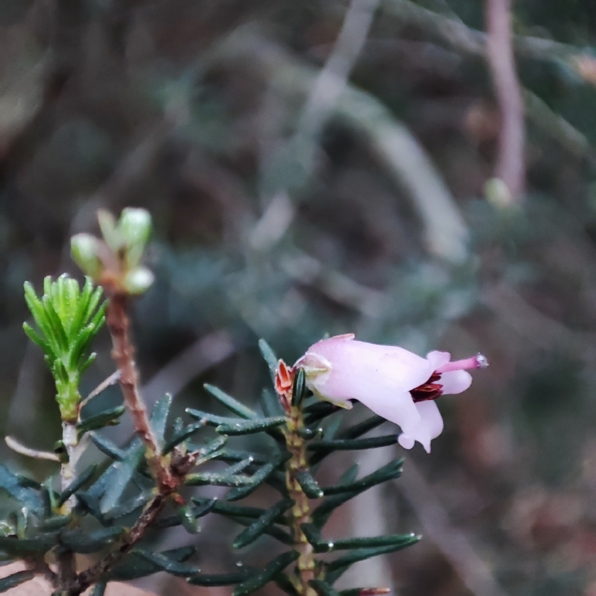 Erica australis L.
