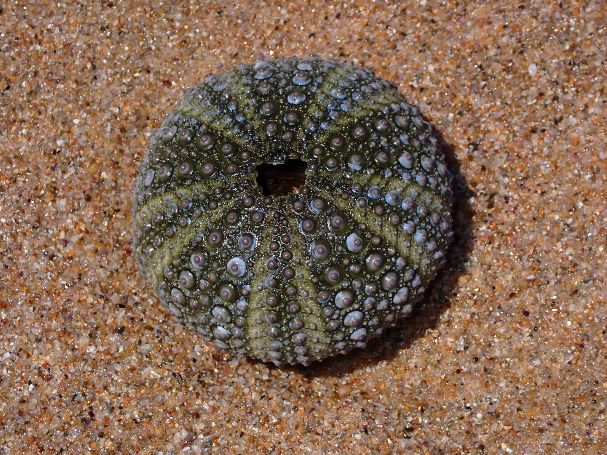 Heliocidaris erythrogramma (Valenciennes, 1846)