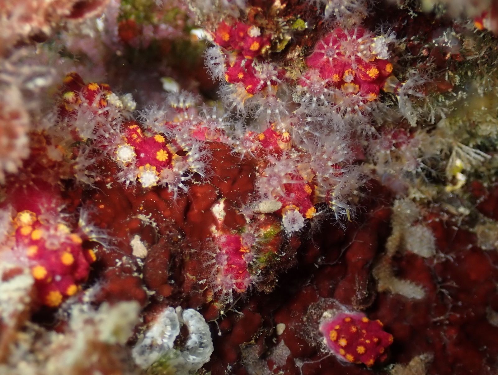 Alcyonium coralloides (Pallas, 1766)