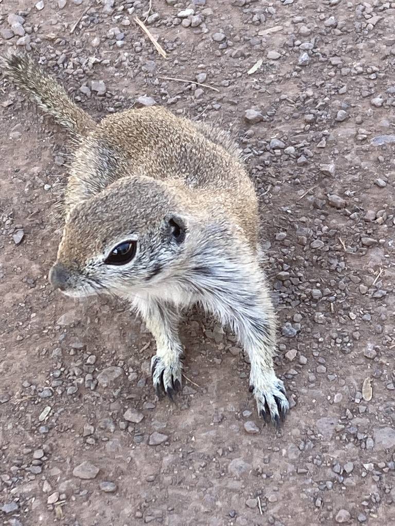 Round-tailed Ground Squirrel (Xerospermophilus tereticaudus) - Know ...