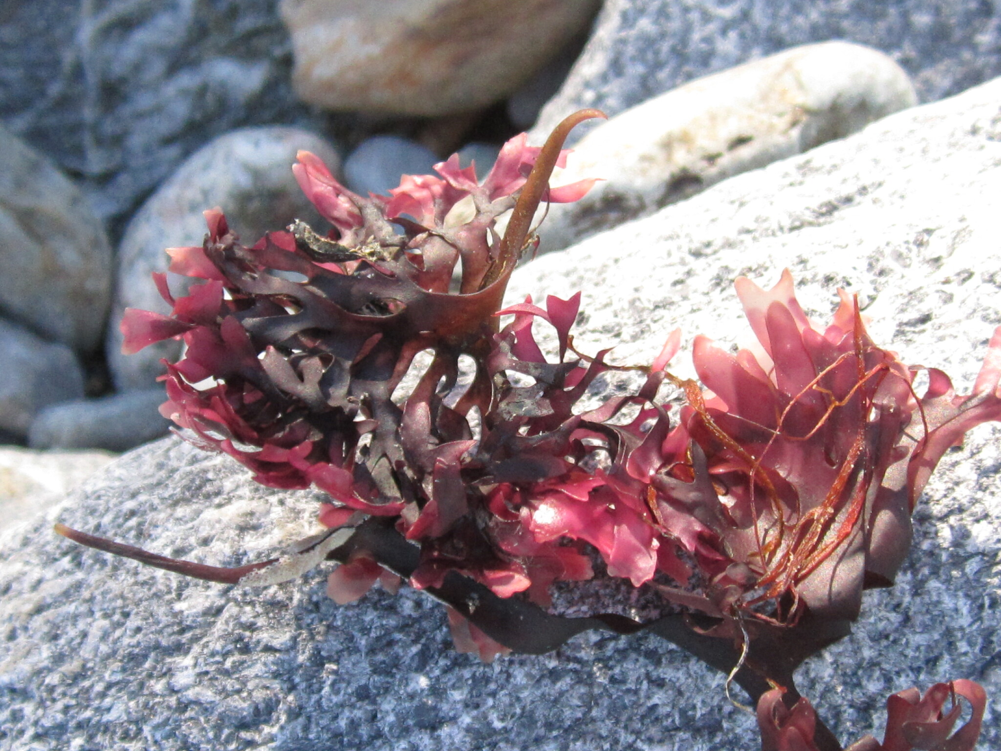 Chondrus crispus Stackhouse