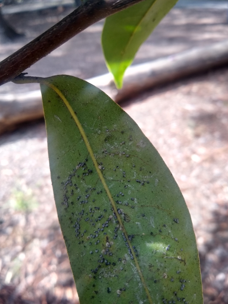 Scale Insects from 115 Haas Pavilion, Berkeley, CA 94720, USA on ...