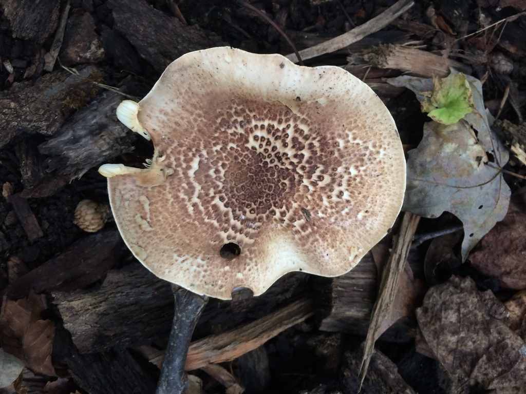 Freckled Dapperling from 3748 Albert Johnson Rd, Nashville, IN, US on ...