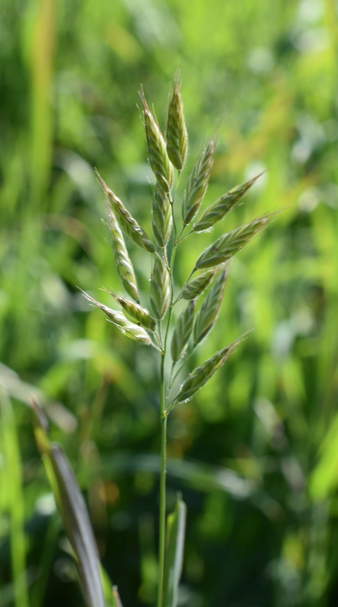 Bromus hordeaceus L.