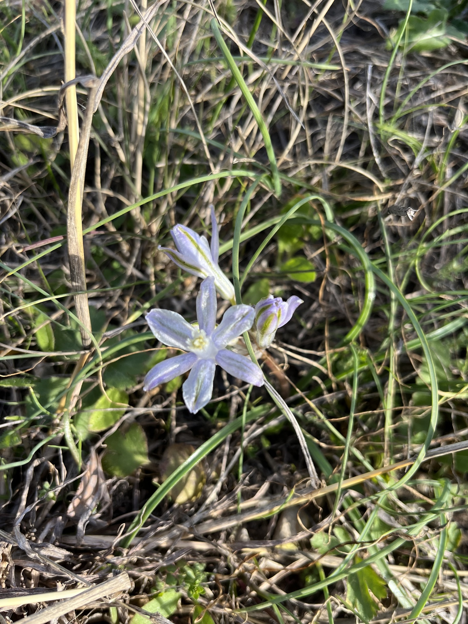 Androstephium coeruleum (Scheele) Greene
