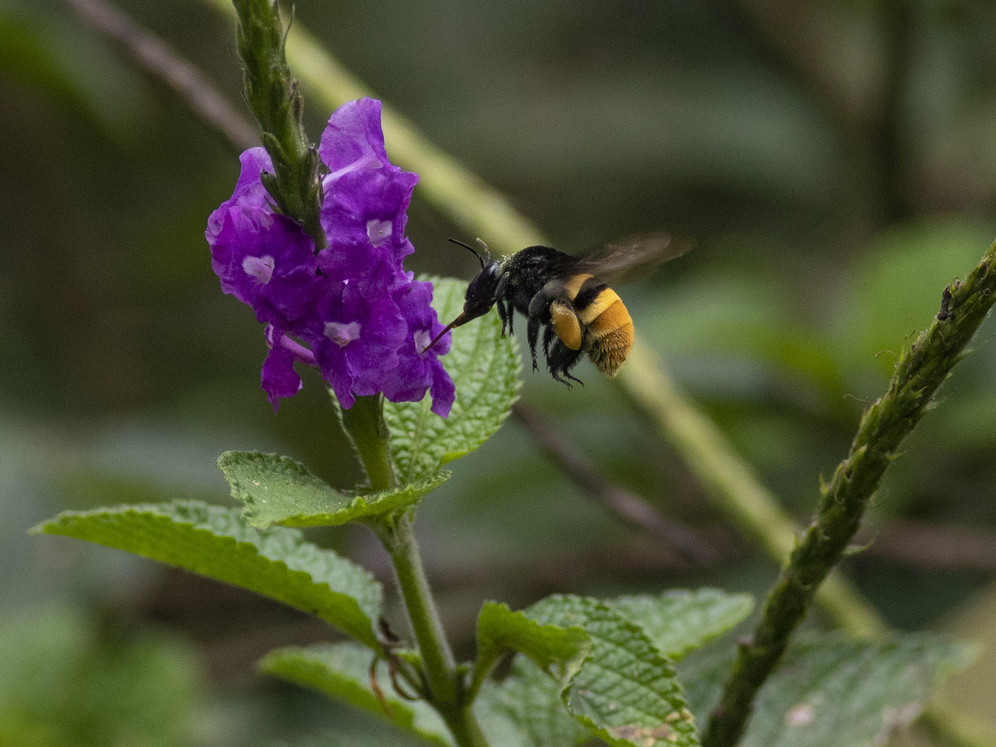 Eulaema cingulata (Fabricius, 1804)