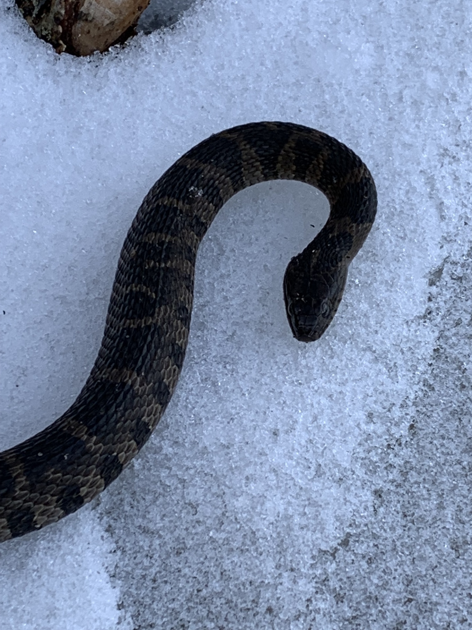 Nerodia sipedon (Linnaeus, 1758)