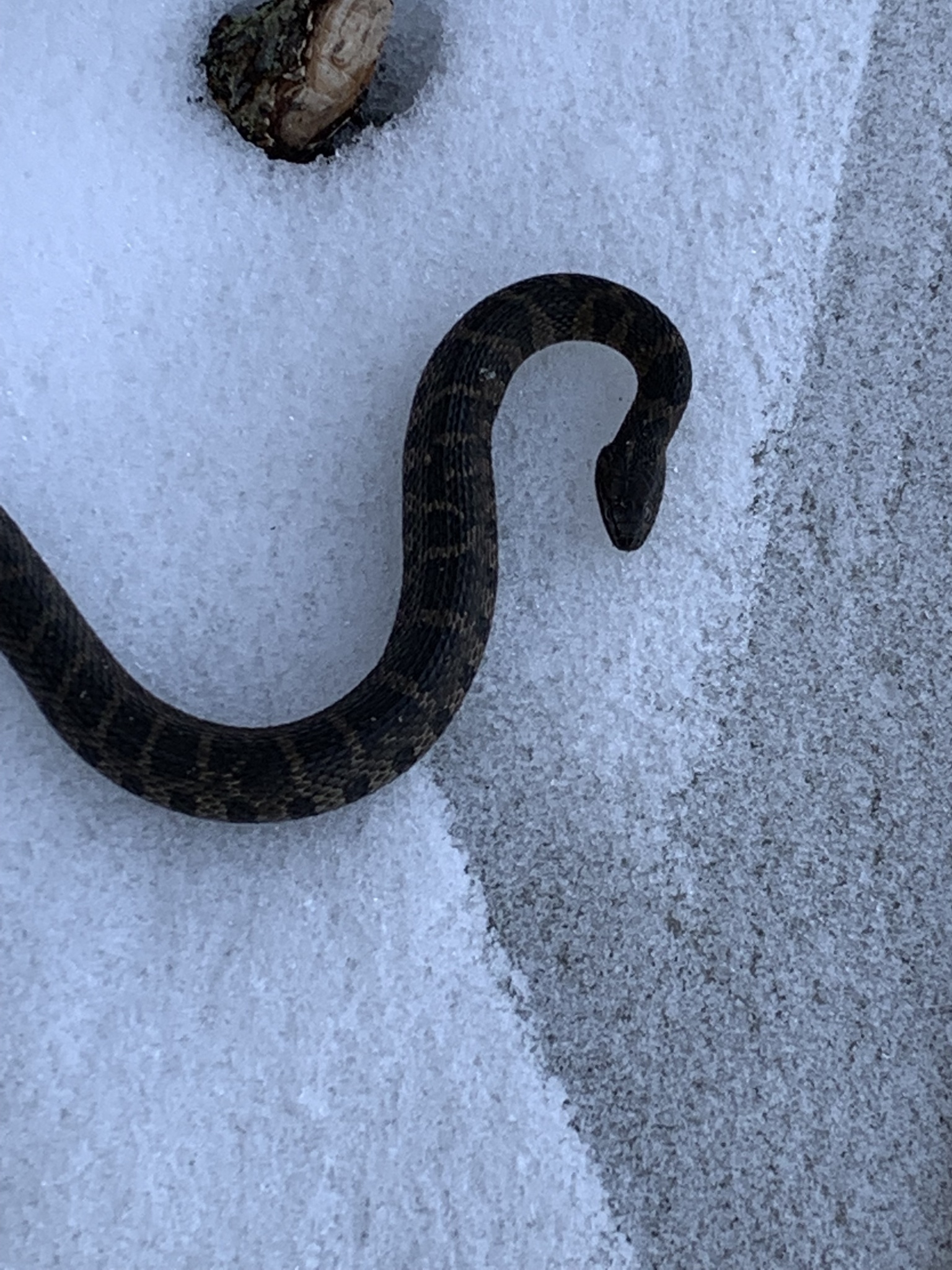 Nerodia sipedon (Linnaeus, 1758)