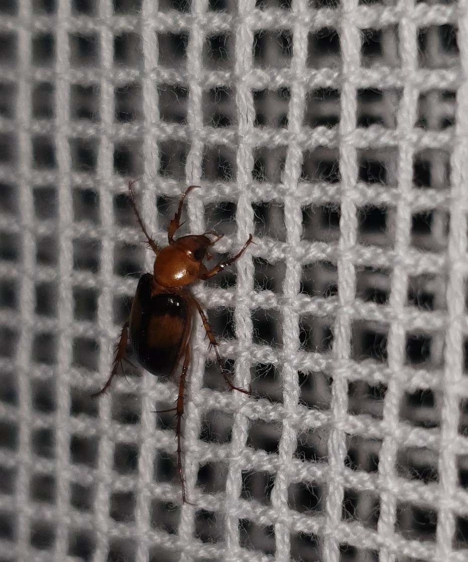 Phyllotocus Fischer von Waldheim, 1823